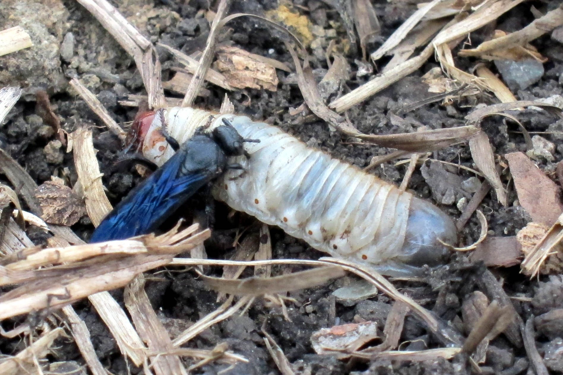 Biocontrol Agent - A Wasp Attack - Gardening The Organic Way